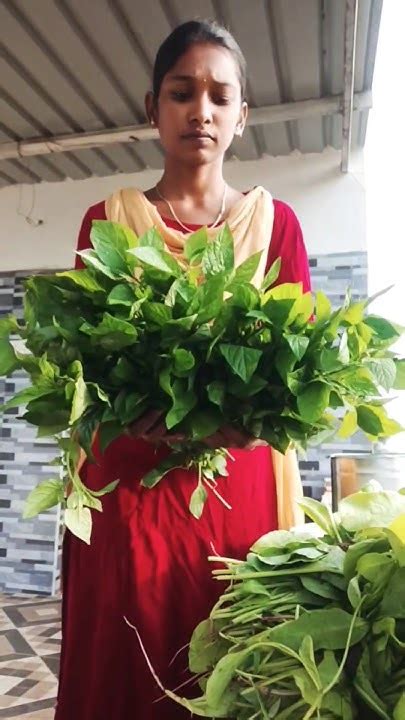 வாங்க பாக்கலாம் பாலக்கீரை பருப்பு கடைசல் Tamil Sathyaasworld Youtube