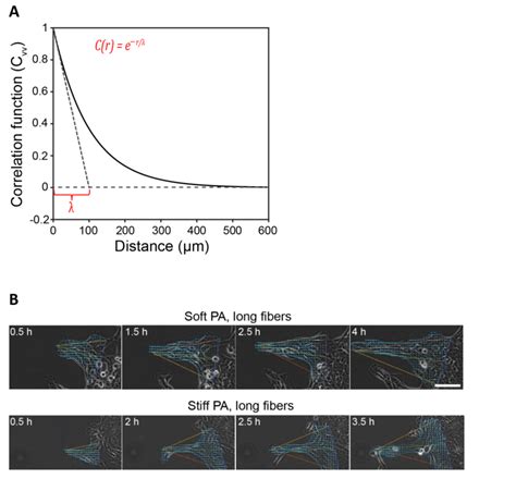Fig S3 A Correlation Length Calculation Fitting Correlation Download Scientific Diagram