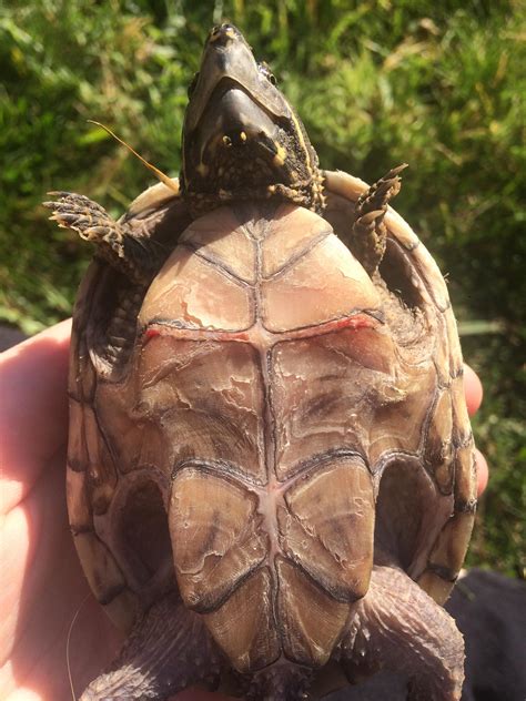 Turtle With Broken Shell