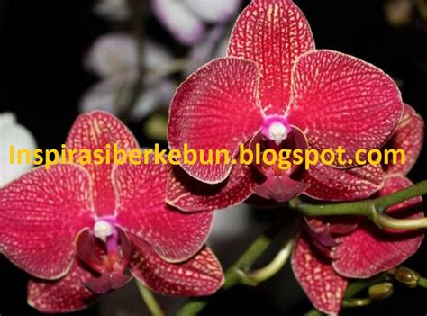 Cara Menanam Bunga Anggrek Inspirasi Berkebun