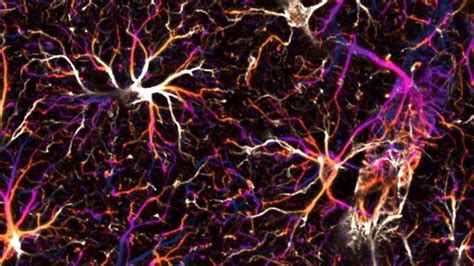 Astrocyte Networks In The Mouse Brain Control Spatial Learning And