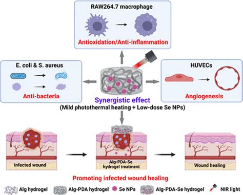 Mild Heat Assisted Polydopamine Alginate Hydrogel Containing Low Dose