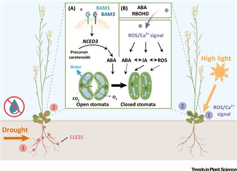 Abscisic Acid Stomata