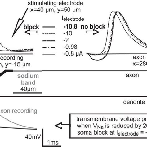 The Middle Panel Shows The Planar Rgc Model And The Positions Of A
