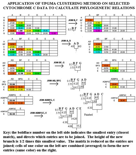 Calculation Of Phylogeny The Upgma Clustering Method