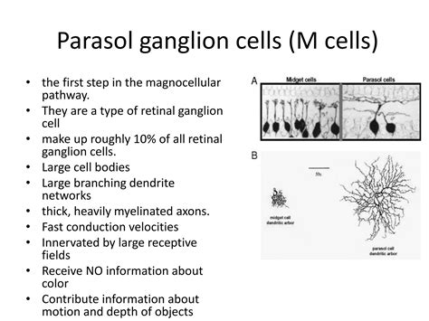 Magnocellular And Parvocellular Pathways1 Pptx