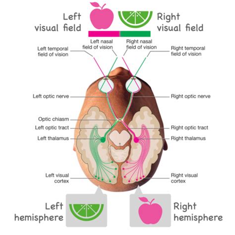 PSYC 101 Chapter 3 Part 2 Flashcards Quizlet PSYC 101 Chapter 3 Part 2 Flashcards Quizlet
