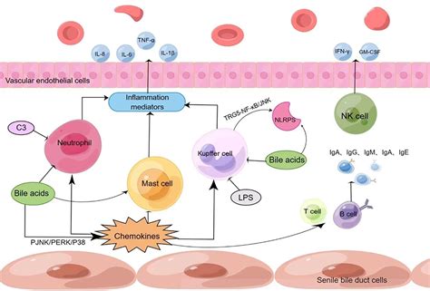 The Role Of Inflammation In Cholestatic Liver Injury Jir
