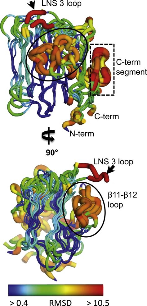 The Crystal Structure Of The α Neurexin 1 Extracellular Region Reveals A Hinge Point For