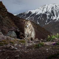 Rhino Conservation Endangered Status David Shepherd Wildlife Foundation