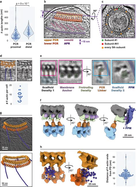 F Actin Is Nucleated At The Preconoidal Rings A Violin Box And Download Scientific Diagram
