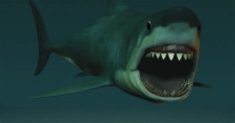 호주 마귀상어 포획 고블린 상어라 이름 붙은 이유