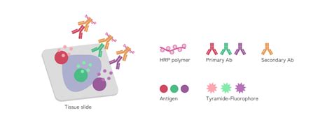 Mihc试剂盒上架 多重免疫组化染色tsa技术 广州华韵生物科技有限公司