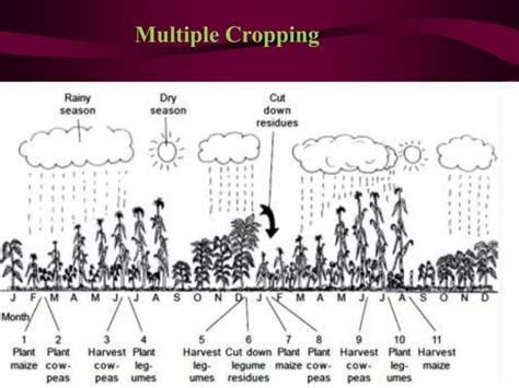 Cropping System Ppt 1 Pptx Agriculture Industries