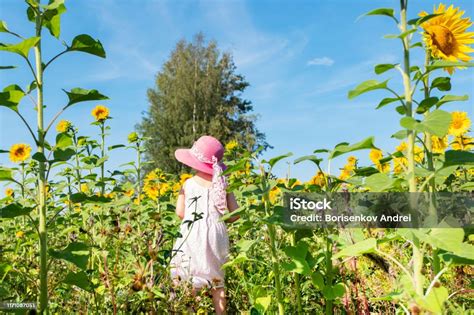 큰 분홍색 모자 태양에서 모자를 쓴 소녀 한 아이가 해바라기의 커다란 꽃 들 사이에 서 있다 4 5세에 대한 스톡 사진 및 기타 이미지 Istock