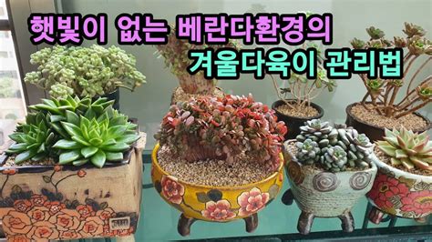 다육이♡ 햇빛이 없는 베란다환경의 겨울다육이 관리법💓💓 Youtube