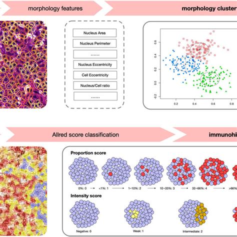 Study Workflow Digital Segmentation Was Used To Segment Cells Based On