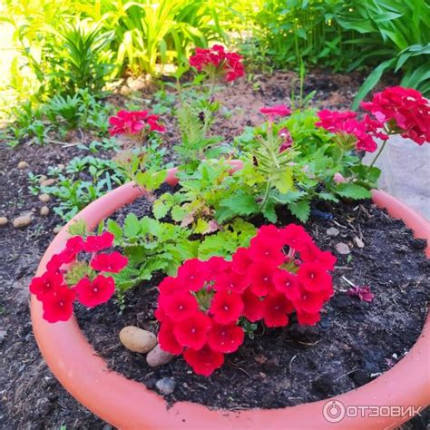 Отзыв о Органминеральное удобрение Буйские удобрения ОМУ Универсал Подходит не только для