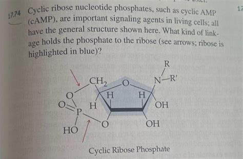 Solved 12 74 Cyclic Ribose Nucleotide Phosphates Such As