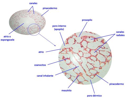 Corte Histológico Transversal De Grantia Download Scientific Diagram
