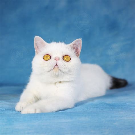 加菲猫 加菲猫 异国短毛猫 编号10170900 宝贝它