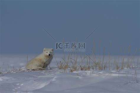 北极狐，vulpes Lagopus，坐在雪地里，凝视着苔原高清摄影大图 千库网