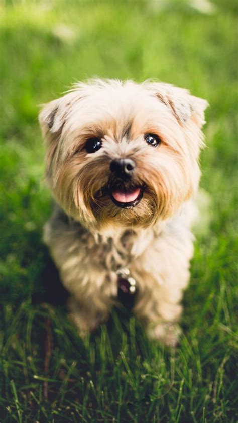 والپیپر زیبای سگ عکس پس زمینه سگ برای اندروید و آیفون