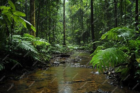 Assessing Forest Water Cycle Dynamics Ar Generative Ai Premium Ai Generated Image