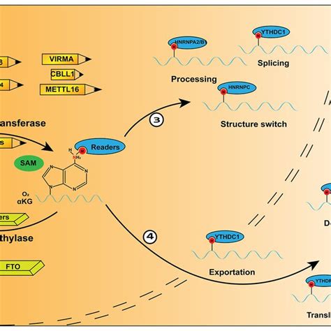 Process Of M6a Modifications On Rnas M6a Methylation May Be Induced Download Scientific