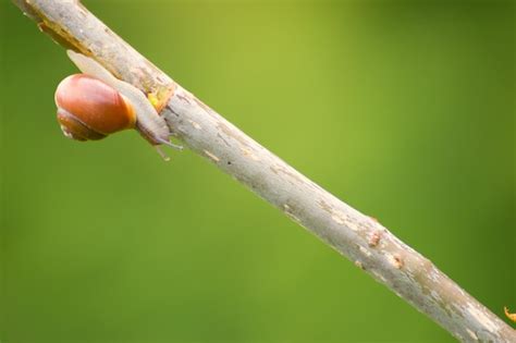 Premium Ai Image A Hand Holds A Branch With A Bug On It