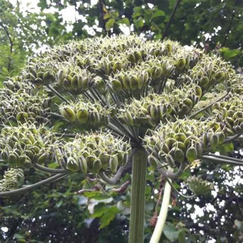 Invasive Weed Solutions UK