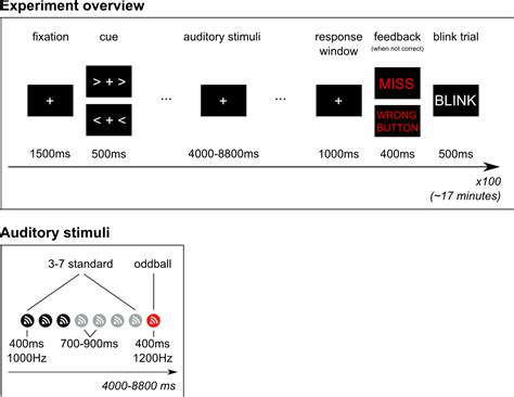Preprocessing And Event Related Potentials In Eeg Data Fieldtrip Toolbox