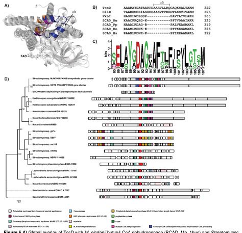 Figure 5 From Structural Control Of Regioselectivity In An Unusual Bacterial Acyl Coa