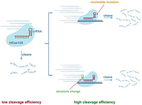 Engineered Crispr Rna Improves The Rna Cleavage Efficiency Of Hfcas13x Liu 2024 Febs