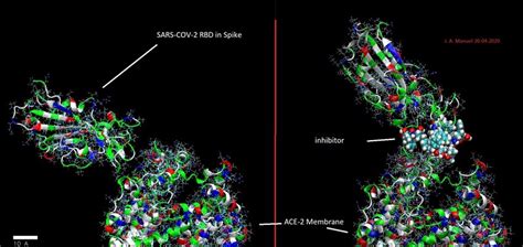 Pdf Molecular Dynamics Simulation Of Sars Cov 2 Rbd Interacting With Ace 2 Possible Inhibitor