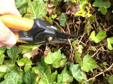 Tree Stump Removal Lisa Earthgirl Gardening Tips And Helpful Advice