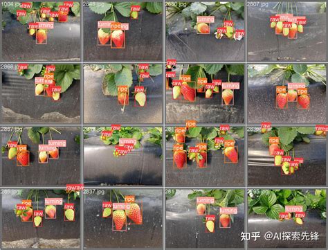 基于YOLOv YOLOv YOLOv YOLOv 的草莓成熟度检测系统深度学习模型 UI界面 Python代码 训练数据集 知乎
