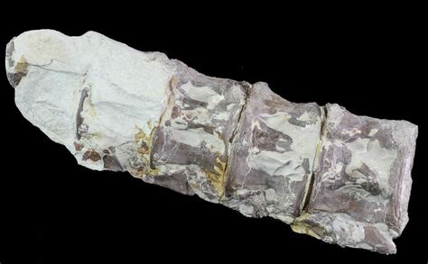 74 Four Fused Xiphactinus Vertebra Kansas 66882 For Sale