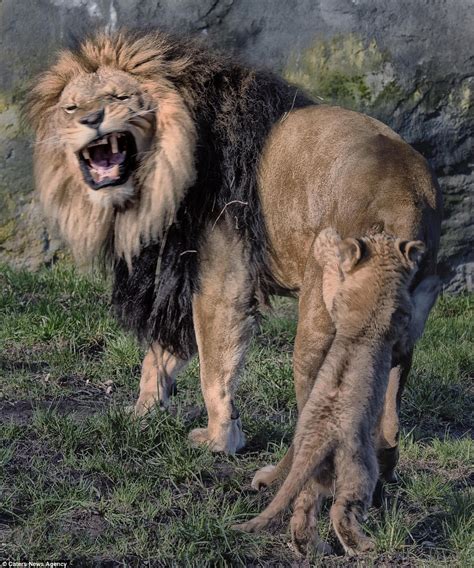 Est100 一些攝影some Photos Cheeky Lion Cub 無禮的的小獅子