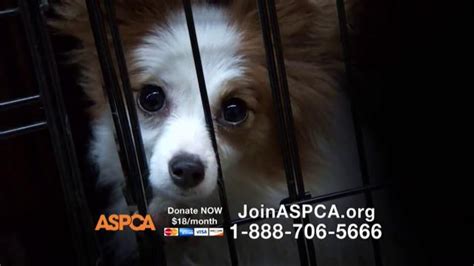 Aspca Tv Commercial No One Ispottv