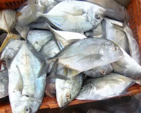Frozen Malabar Trevally Fish For Cooking At Rs 400 In Mumbai ID 7546513