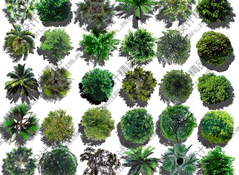 真实植物psd彩色平面图设计素材 园林景观分层文件后期平面ps素材 淘宝网 花瓣网