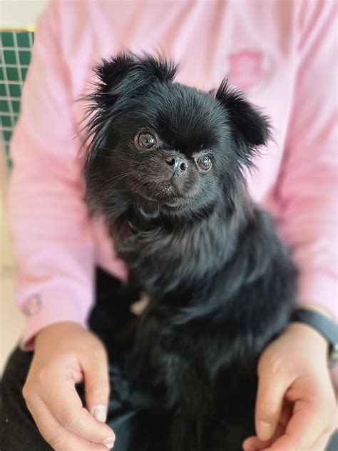 포메라니안믹스 깜이 강아지 책임분양 ♥분양완료 강아지무료분양 고양이무료분양 유기견입양 아이조아요양보호소