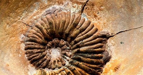 Fossil Huntress Ammonite Trace Fossil Fossil Huntress Ammonite Trace Fossil