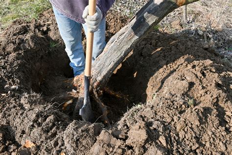 How To Completely Remove A Tree Stump By Hand