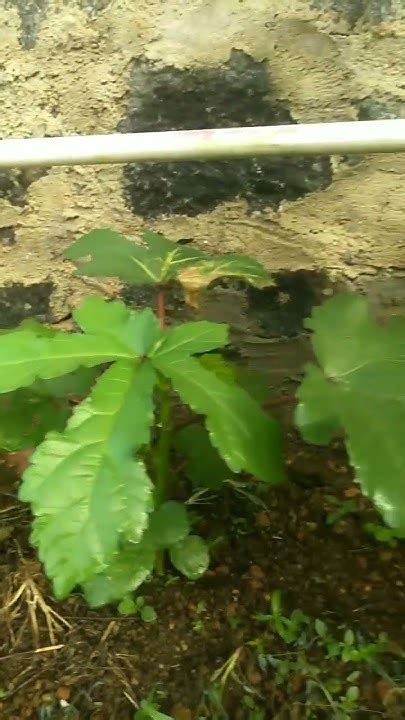 මල් පිපිලා Youtube