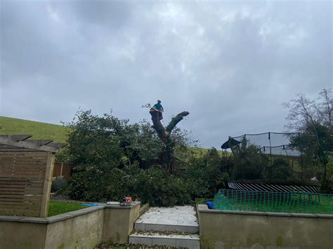 Tree Surgery South Wales H J Tree Maintenance