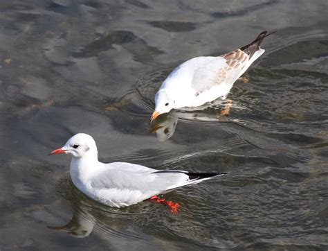 ユリカモメ 鴨川の野鳥