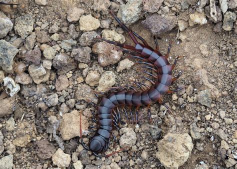 Scolopendra Galapagoensis Scolopendra Gigantea 3d Model By Rstr Tv