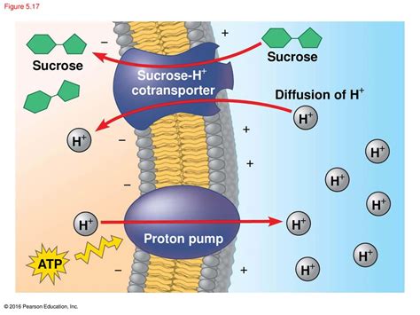 Membrane Transport And Cell Signaling Ppt Download